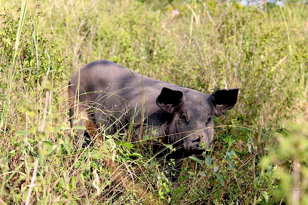 El cerdo pelón, un manjar de cepa mexicana - 7 Caníbales