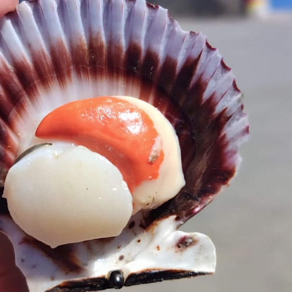 Cosechando ostiones con los pescadores de Tongoy - 7 Caníbales