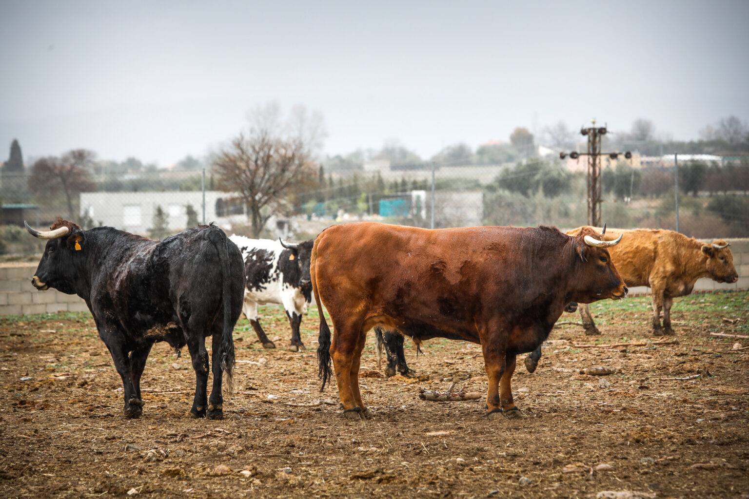 Historia de una chuleta pajuna de Granada - 7 Caníbales