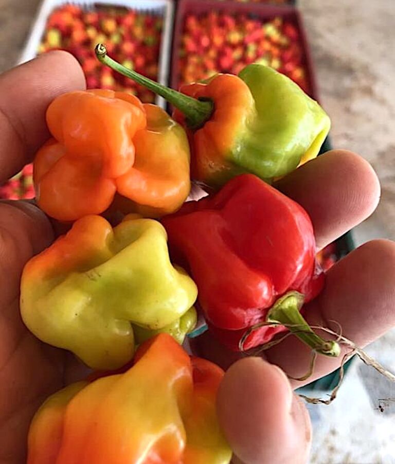 Ajíes colombianos, la industria del dulce picor - 7 Caníbales