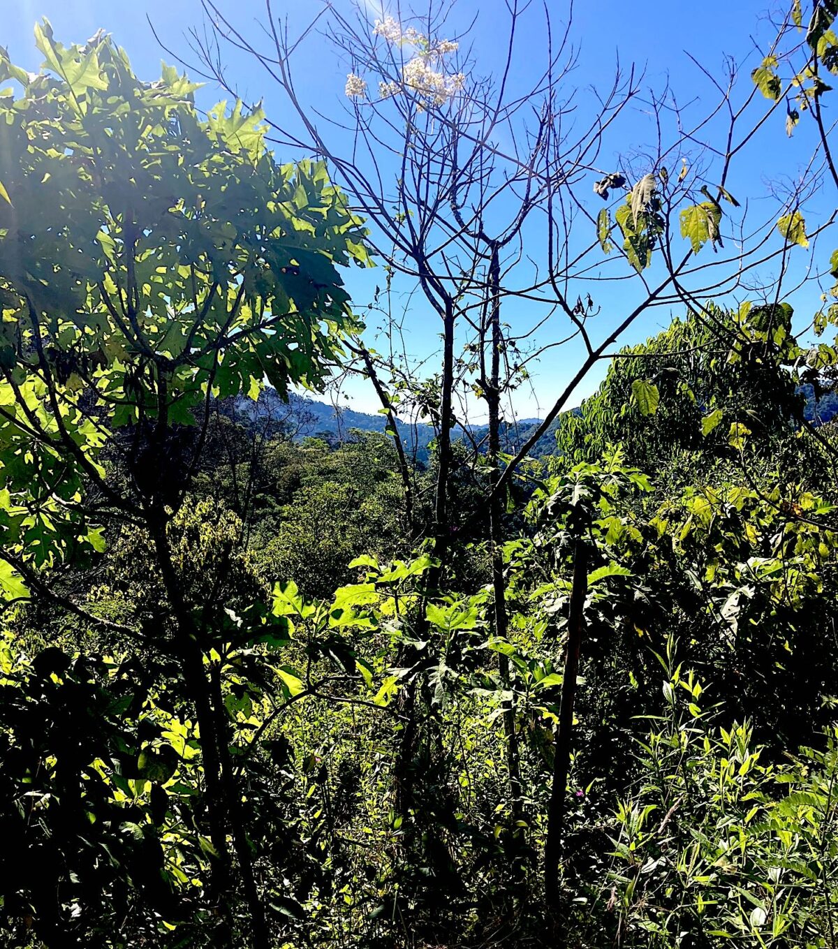 Carmen Zavaleta y Café Juquila, herencia cafetalera en Oaxaca - 7 Caníbales