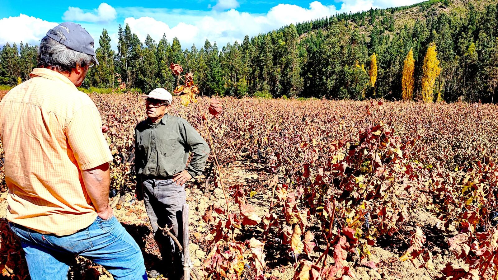 Derek Mossman, la cruzada por lo pequeño y lo viejo - 7 Caníbales